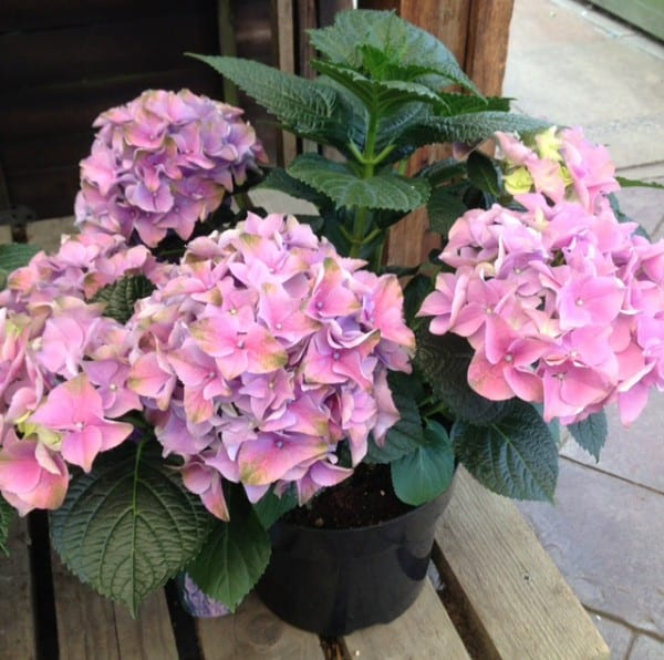 Hydrangea soil type - it matters more than you think - Hydrangea Guide