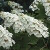 Oakleaf Hydrangea Pruning Guide