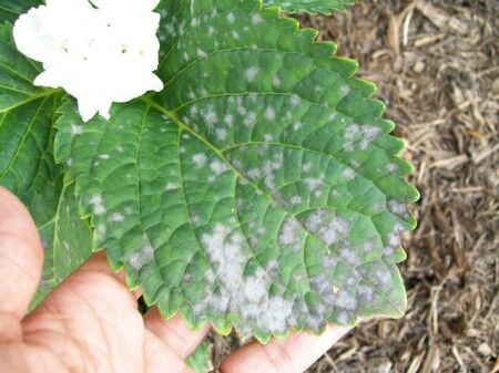 Hydrangea pest & diseases - Help and information on hydrangeas