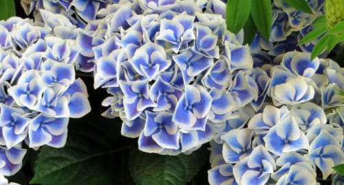 When do hydrangeas bloom - Hydrangea Guide