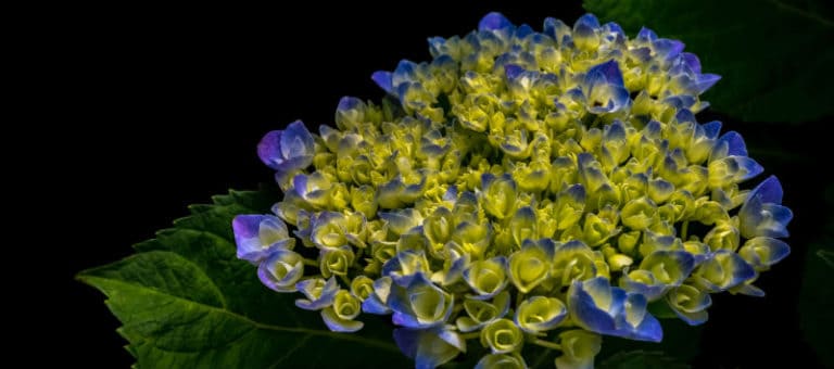 The best hydrangeas for shade - Hydrangea Guide