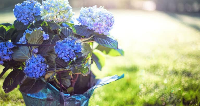 Do hydrangeas like acid or alkaline soil? - Hydrangea Guide