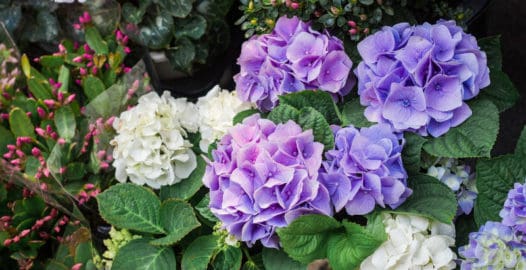 Hydrangeas spring care - Hydrangea Guide