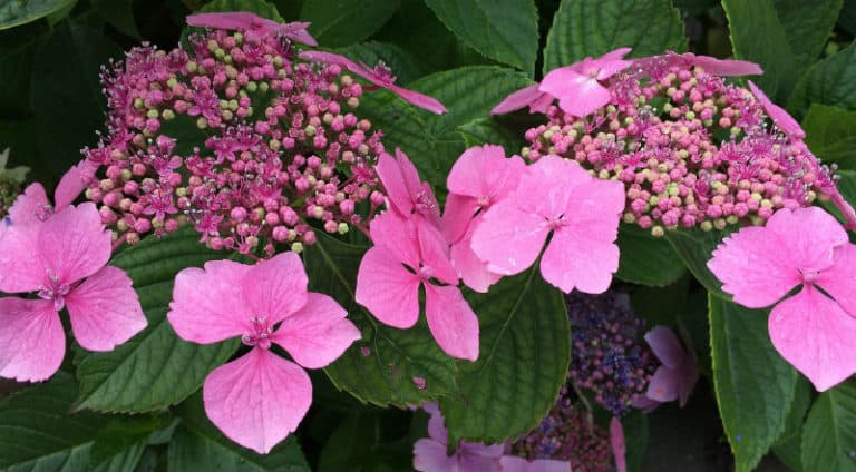 Lacecap hydrangea care - Hydrangea Guide