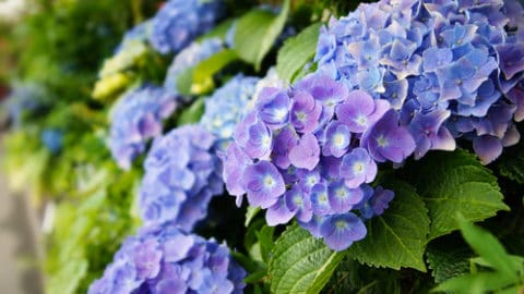 Should you use coffee grounds for hydrangeas - Hydrangea Guide