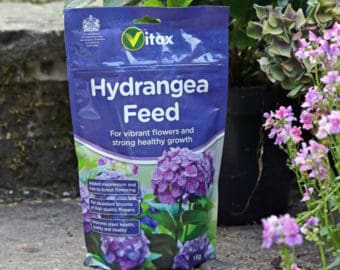 Hydrangeas spring care - Hydrangea Guide