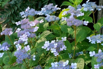 The best small hydrangeas for gardens where space is limited ...
