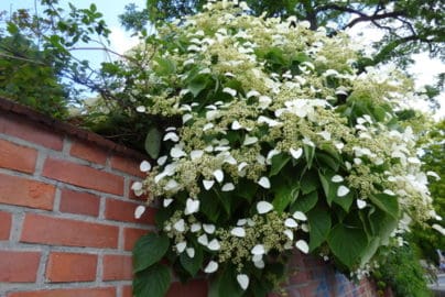 How tall and wide do hydrangeas grow - Hydrangea Guide