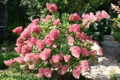 Best hydrangeas for a sunny spot - Hydrangea Guide