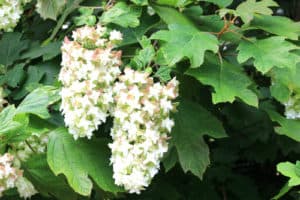 How to prune Oakleaf hydrangeas - Hydrangea Guide