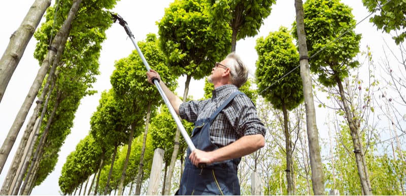 Top 5 Best Telescopic Tree Pruners | Comparison and Buyers Guide