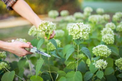 How to deadhead hydrangeas - Hydrangea Guide