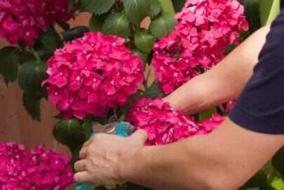 How to deadhead hydrangeas - Hydrangea Guide