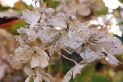 Growing hydrangeas from seed - Hydrangea Guide