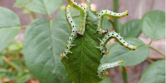 Identify and Treat Rose pests and diseases