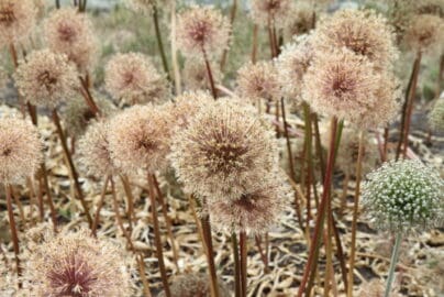 What To Do With Alliums After Flowering - Cutting Back & Dividing