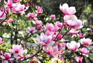 Magnolia pests: What’s Eating the Leaves on Your Magnolia Tree?