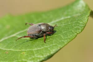 Magnolia pests: What’s Eating the Leaves on Your Magnolia Tree?