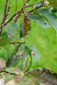 Magnolia pests: What’s Eating the Leaves on Your Magnolia Tree?