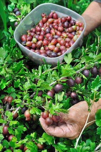 When To Pick Gooseberries For Cooking & Eating Fresh