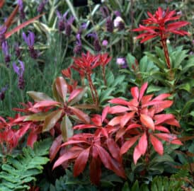 How to Prune Pieris & When – Rejuvenating Woody Plants