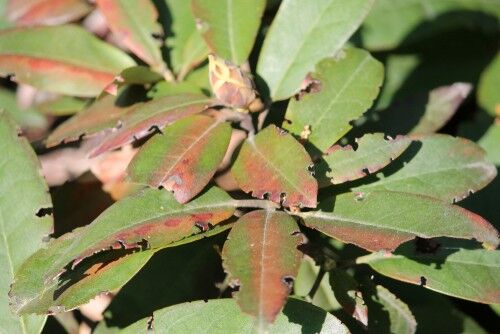 Why Are The Leaves On My Rhododendron Drooping - 8 Reasons