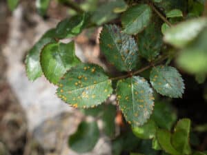Why are my rose leaves turning yellow? (and how to fix it)