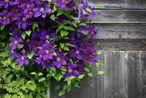 Clematis Problems – Pest, diseases and Other Problems