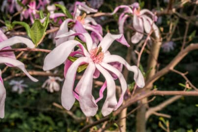 Growing Magnolia In Pots and Containers - The Complete Guide