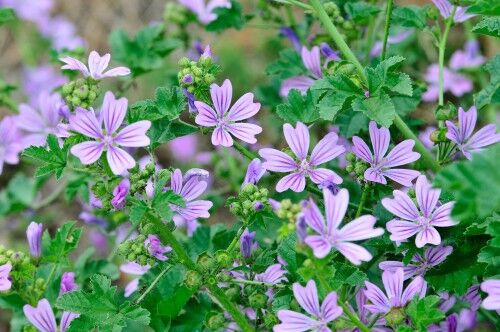 How To Grow Lavatera Bushes (Mallows) - Beginners Guide