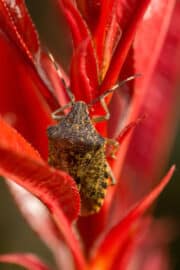 Growing Photinia 'Red Robin' – Planting, pruning and common problems