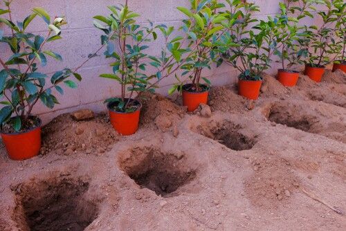 Growing Photinia 'Red Robin' – Planting, pruning and common problems