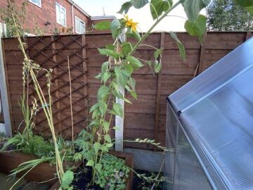 5 Reasons Why Your Sunflowers May Be Drooping and Wilting