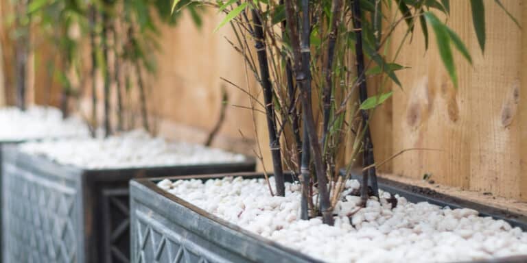 5 Best Bamboos for Containers - My favourite varieties!