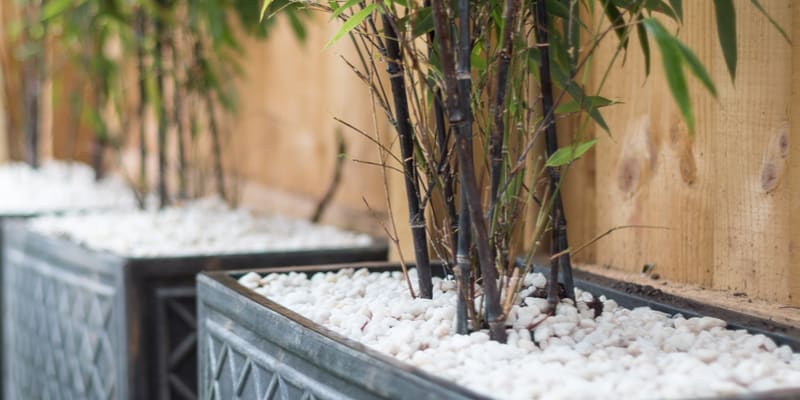 5 Best Bamboos for Containers - My favourite varieties!