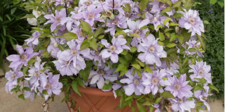 Top 10 Best Climbers for Pots & Containers