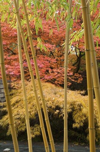 5 Best Bamboos for Containers - My favourite varieties!