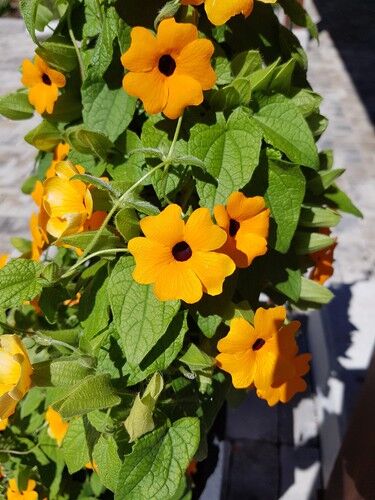 Top 10 Best Climbers for Pots & Containers