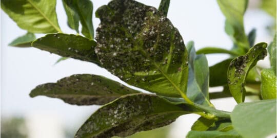Why is my lemon tree got sticky leaves? - Hydrangea Guide