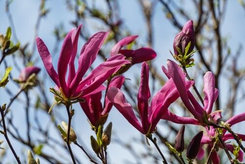 Are there miniature magnolia trees? - Ideal for pots & small gardens