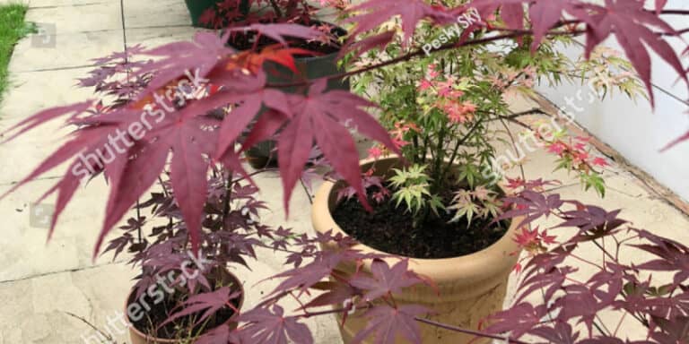 Growing acers in pots - everything you need to do