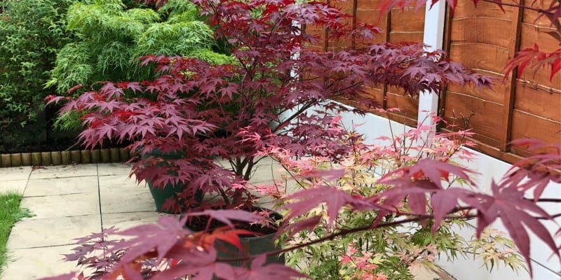How to repot an acer tree? - Follow my step by step guide