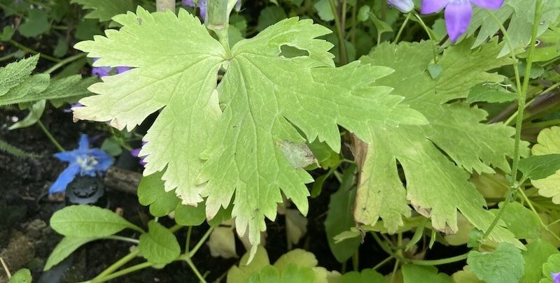 Why are my delphinium’s leaves turning yellow and brown? - Hydrangea Guide