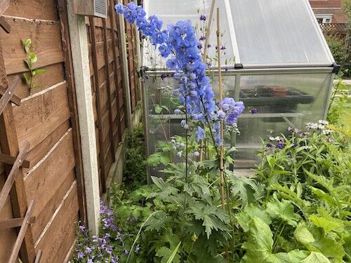 How to grow and care for delphiniums - Hydrangea Guide