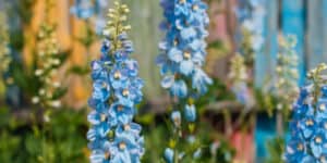 How to propagate delphiniums by seed, basal cuttings and dividing ...