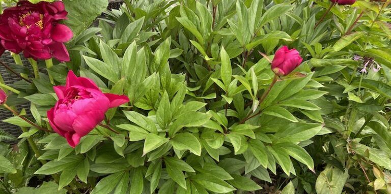 Peony pests and diseases - Identifying and treating them