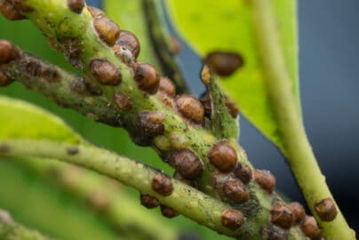 Rhododendron pests and diseases - Identify and Treat