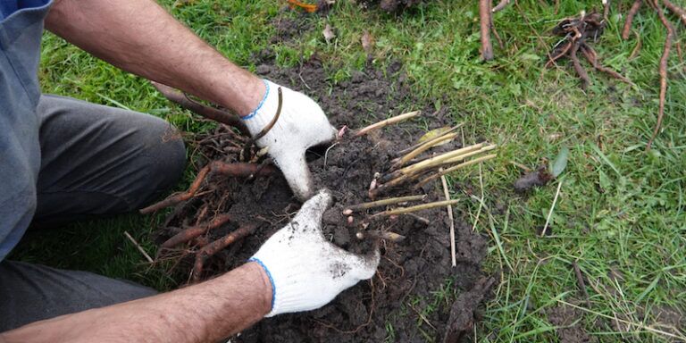 How and when to divide peonies to get the most out of them - Hydrangea Guide