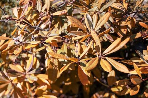 How to revive a dying azalea and possible causes