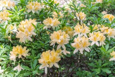 How to propagate rhododendrons from cuttings
